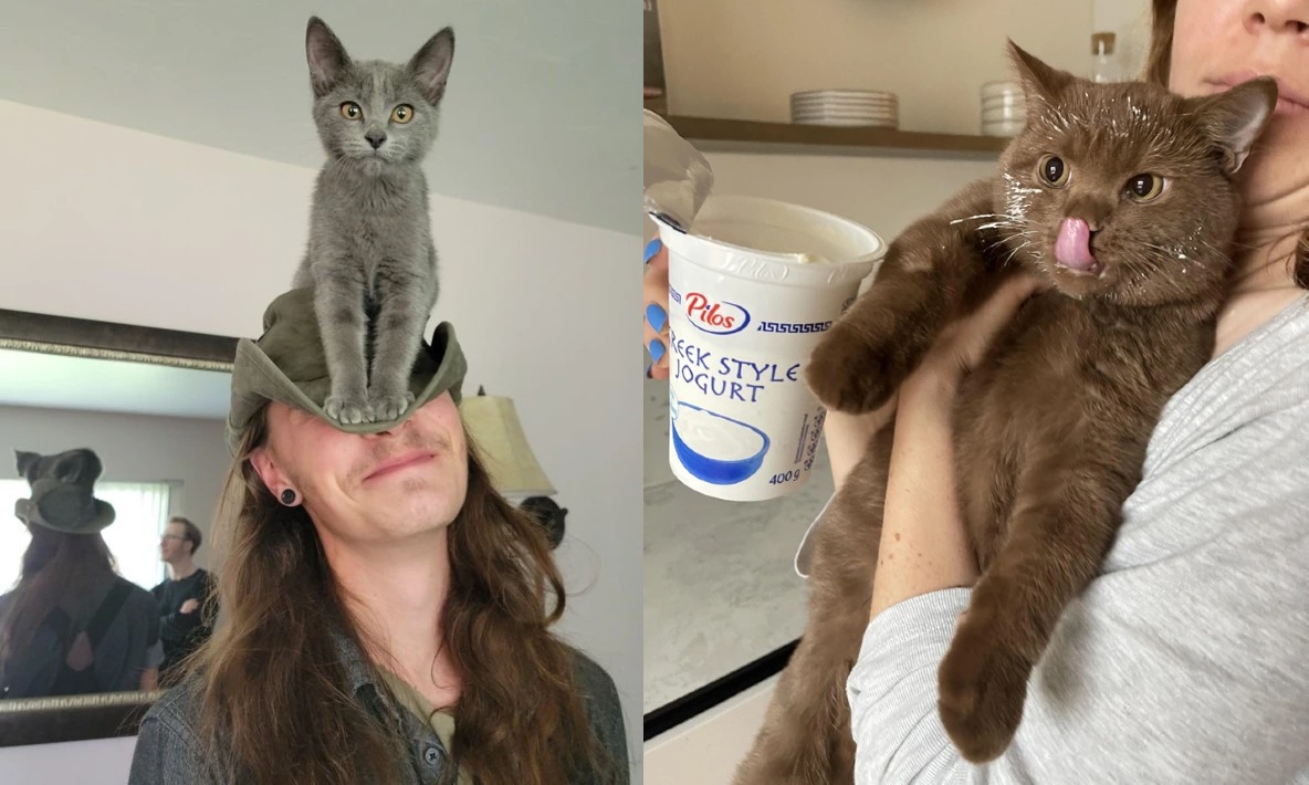 15 Photos That Show How Living with Cats Turns Every Day into a Love ...